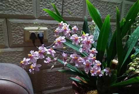 花香最濃的蘭花一卉能熏一室香花期超長養護簡單值得擁有 壹讀