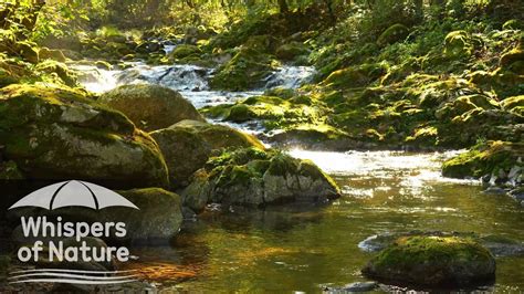 봄이 오는 소리 시냇물 흐르는 소리와 새소리 Youtube
