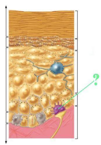 Ap Lab Quiz 2 Flashcards Quizlet