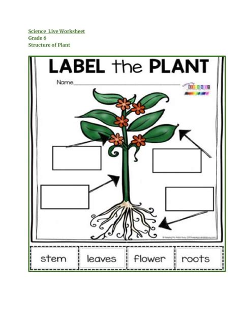 Plant Structure Worksheets Printable Worksheets