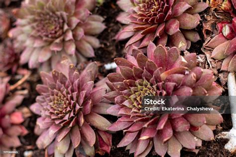 홈 인테리어 장식 트렌디 한 식물 자연 질감 배경으로 즙이 많은 그룹 0명에 대한 스톡 사진 및 기타 이미지 0명 다육 식물 단일 이미지 Istock
