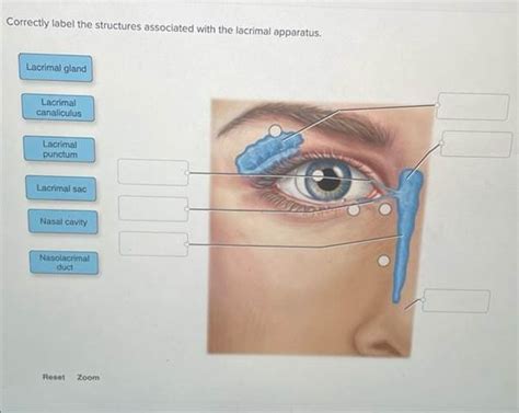 Solved Label The Figure With The Items Provided Vestibular Membrane 1 Answer Transtutors