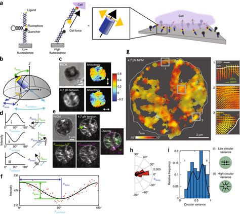 Excitation Resolved Fluorescence Polarization Microscopy Enables The Download Scientific