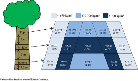 Density Distribution In Rubber Tree Trunk Download Scientific Diagram