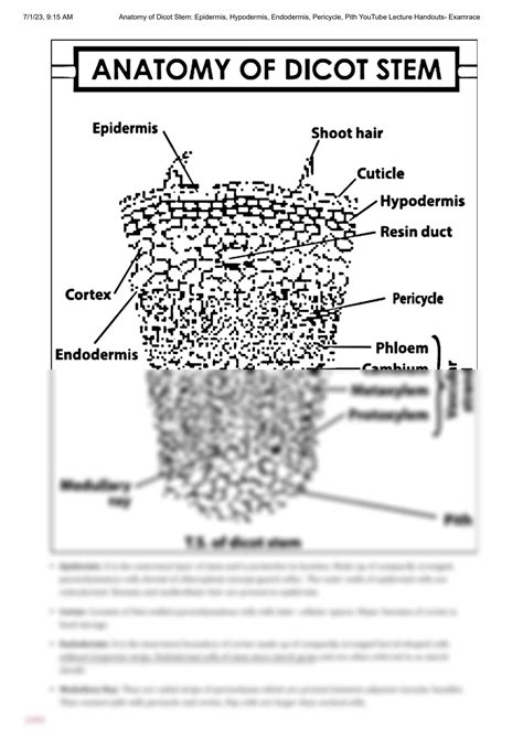 Endodermis Adalah