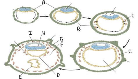 Ch 5 Formation Of Germ Layers And Early Derivatives Flashcards Quizlet