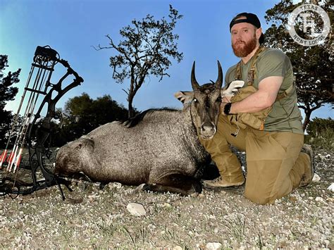 Nilgai Hunt Texas Hunt Lodge