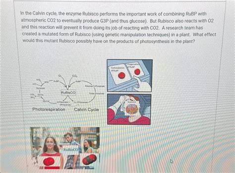Solved In The Calvin Cycle The Enzyme Rubisco Performs The