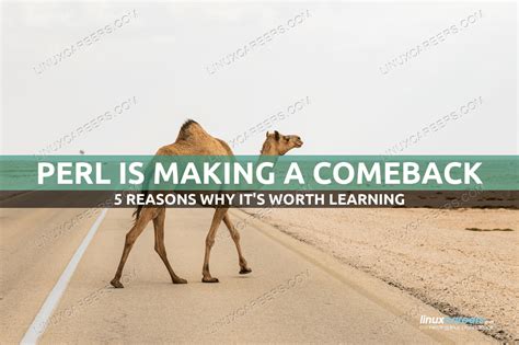 Why Perl Is Making A Comeback 5 Reasons Why Its Worth Learning