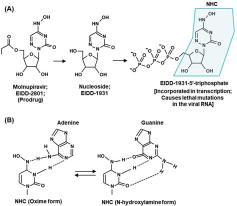 Inhibition Of Viral Rna Dependent Rna Polymerases By Nucleoside