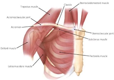 Clavicle Anatomy Bone And Muscles By Orthofixar Issuu