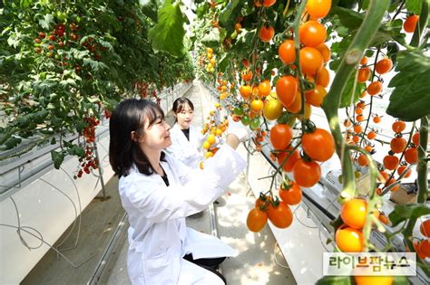 다양한 색깔의 토마토 맛과 영양이 방울방울