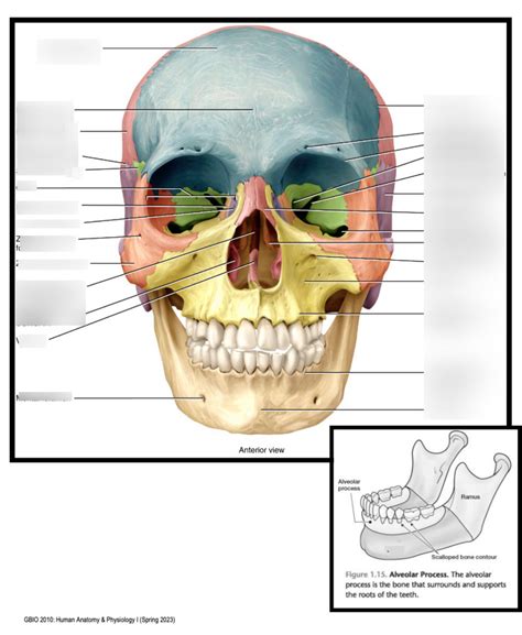 Cranial Bones Pt 1 Diagram Quizlet