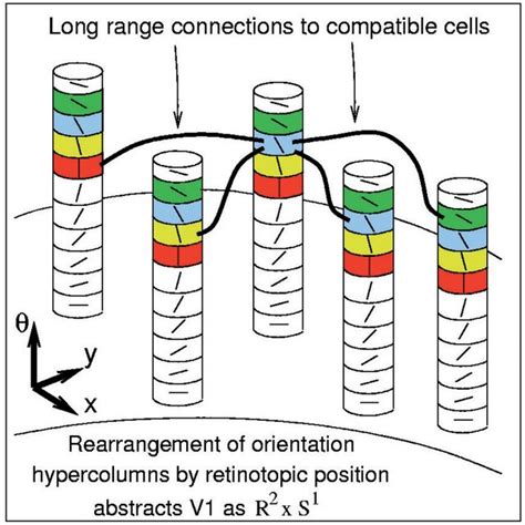 4 a orientation columns of cells in x y θ coordinates longrange download scientific