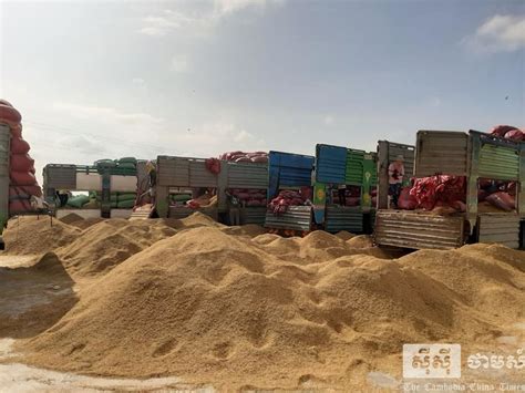 ក្រសួងកសិកម្ម ប្រាប់ពីហេតុផលនាំឲ្យស្រូវធ្លាក់ថ្លៃនៅខេត្តចំនួនពីរ សុីសុីថាមស៍