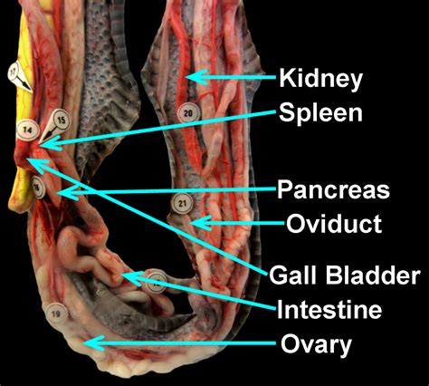 Snakes Reproductive Organs