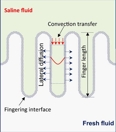 A Schematic Model Sketch Fingering Interface Convection Transport And