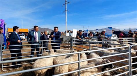 “Шилмэл мал Хөвсгөл 2023” үзэсгэлэнгийн үеэр ашиг шимт хээлтүүлэгч мал шалгарууллаа Murch Mn