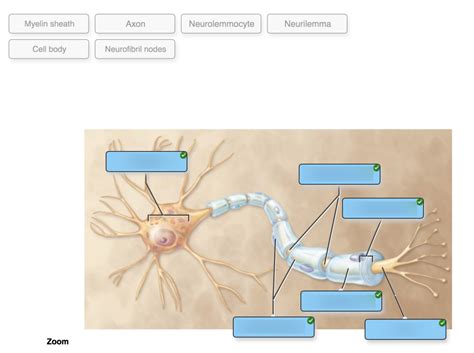 Neurolemmocytes And Myelination Diagram Quizlet