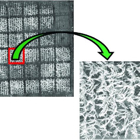 Orthomosaic And Plot Segmentation Of Maize Crop Download Scientific Diagram