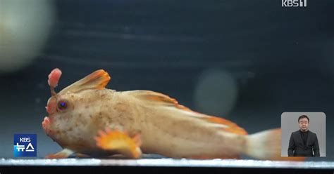 호주 멸종위기 ‘붉은 팔 물고기를 구하라