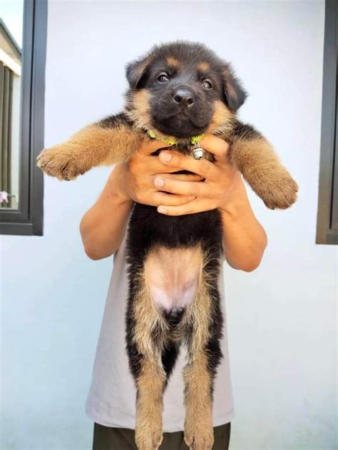 เยอรมัน เชพเพิร์ด Ennxo