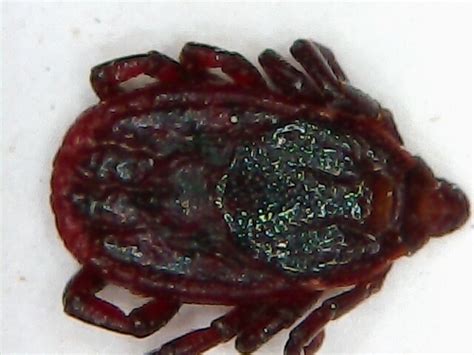 Computer Vision Approach In Identifying Ectoparasites Image Dataset
