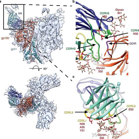 Contribution Of Kappa Chain Maturation To Hiv Binding A B Bli