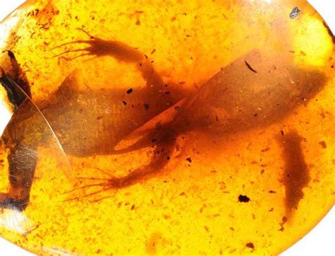 Trapped In Time The Top 10 Amber Fossils Earth Archives