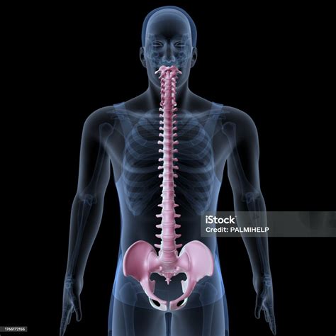 남성 인간의 골격 갈비뼈 흉골 부식질 및 요추 진정한 해부학 시스템 3d 일러스트레이션 0명에 대한 스톡 사진 및 기타 이미지 Istock