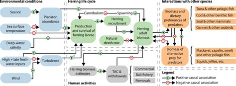 Conceptual Figure Showing Causal Relations With Prevailing Direction Of Download Scientific