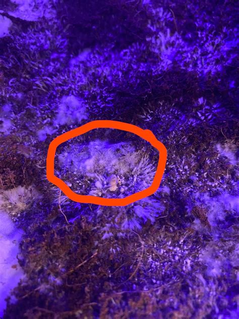 Actives Buddy Said He Thinks I Have Some Cob Web Moldthoughts R