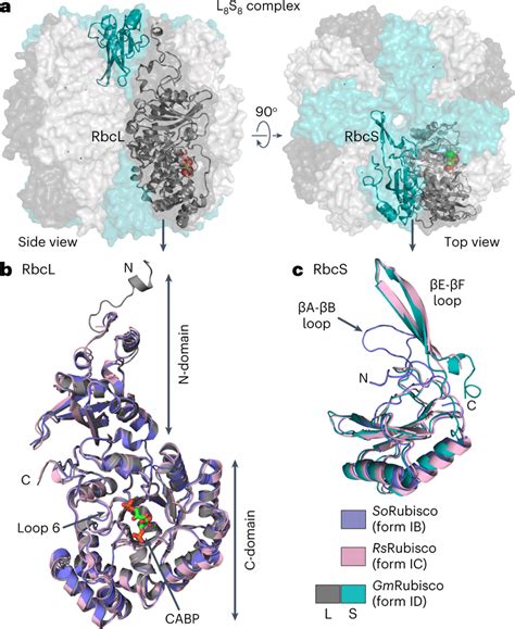 Three Dimensional Crystal Structure Of G Monilis Rubisco A
