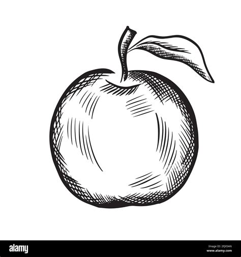 The Apple Object Is Hatching Vector Illustration Stock Vector Image Art Alamy