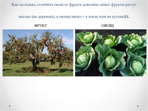 Фрукты и овощи презентация онлайн