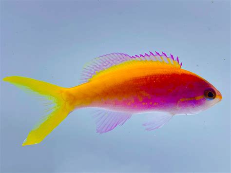 Evansi Anthias Reef Pro
