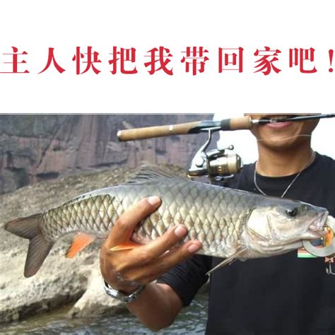 光倒刺鲃军鱼清波鱼青棍鱼黄娟鱼冷水鱼原生鱼活体猛鱼观赏鱼包活 虎窝淘