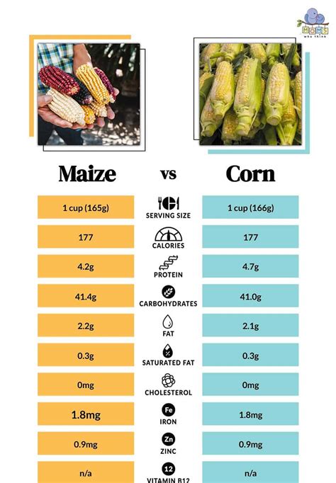 Maize Vs Corn Similarities And Differences