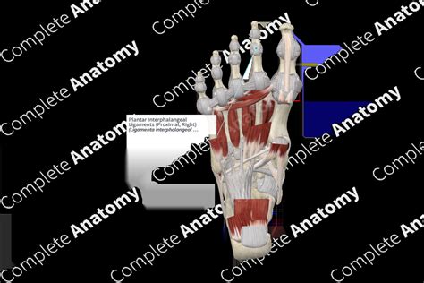 Plantar Interphalangeal Ligaments Proximal Right Complete Anatomy