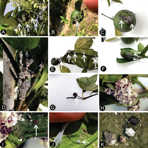 A G Infestation Of Nipaecoccus Viridis Lebbeck Mealybug And Its Download Scientific Diagram