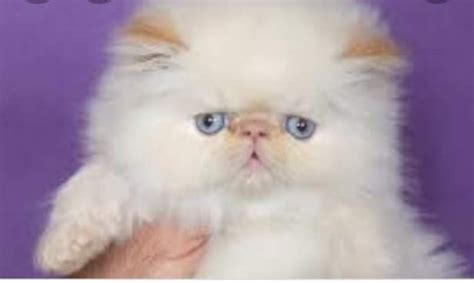 قطط للتبني في الاردن عمان