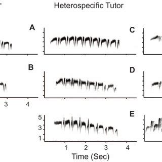 PDF Captive Rearing Experiments Confirm Song Development Without Learning In A Tracheophone