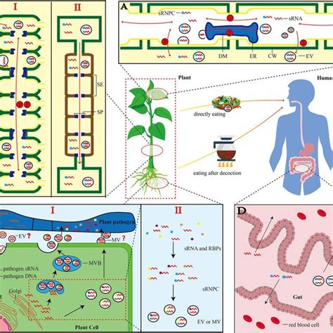 Illustrations Of Srna Function A Rna Directed Dna Methylation