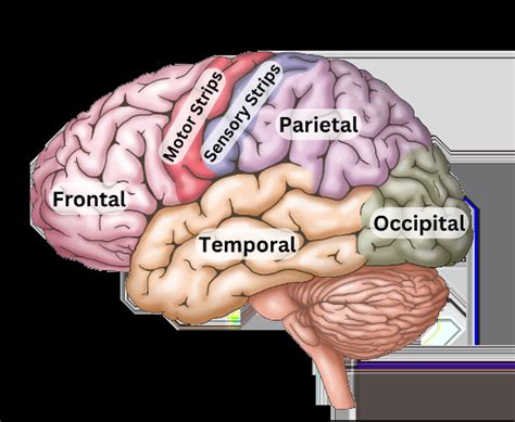 Recalibrate Lens Neurofeedback Franklin Tn