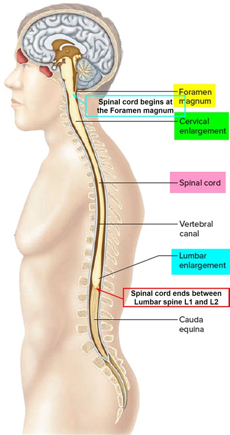Spinal Cord Anatomy Parts And Spinal Cord Functions