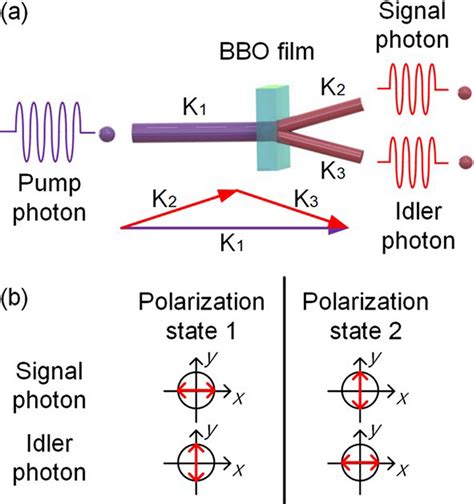 A Principle Of Spdc And Detected Polarization Outcome In Type Ii Spdc Download Scientific