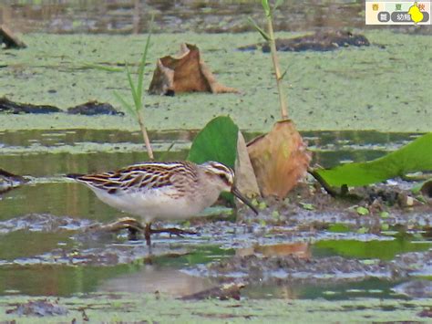 キリアイ 2020 09 10 日本の野鳥識別図鑑