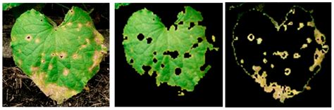 Automation Of Crop Disease Detection Through Conventional Machine Learning And Deep Transfer