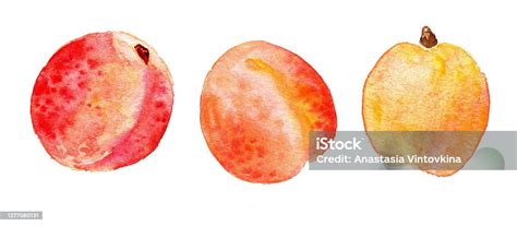 살구는 육즙이 많은 밝은 과일입니다 흰색 배경에 고립 된 과일 살구의 손으로 그린 수채화 그림 배경 배경 카페 레스토랑 포장을위한 디자인 다른 색상의 전체 살구 세트 노란색