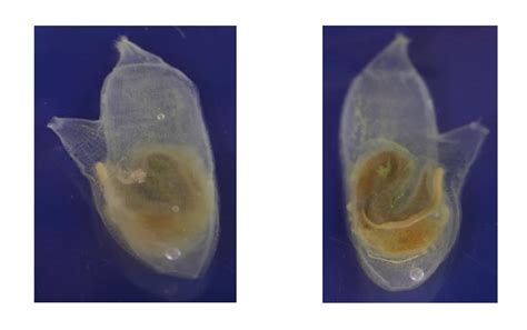 Solved Fully Label And Annotate The Associated ﻿images